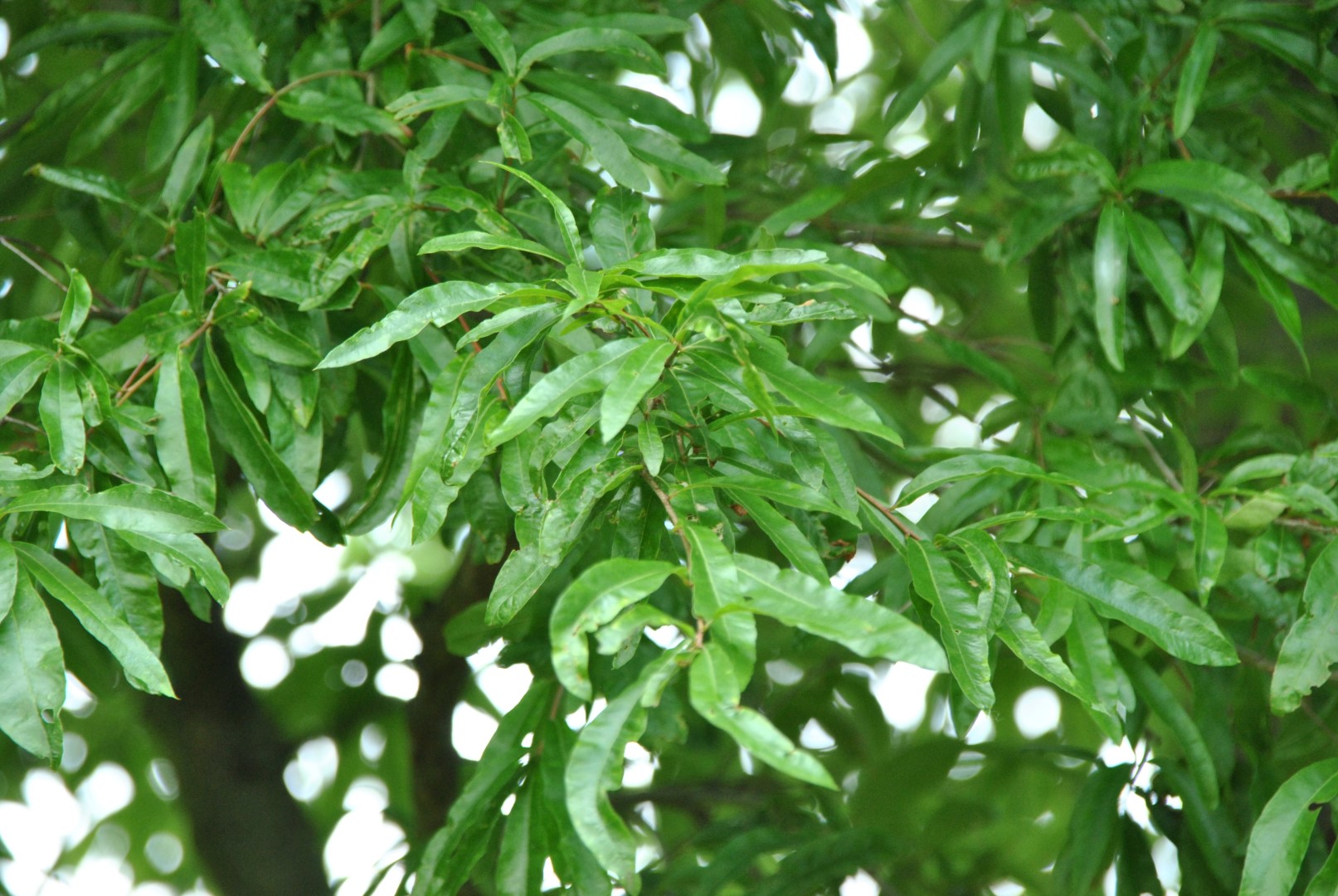Quercus phellos | Willow oak - Van den Berk Nurseries