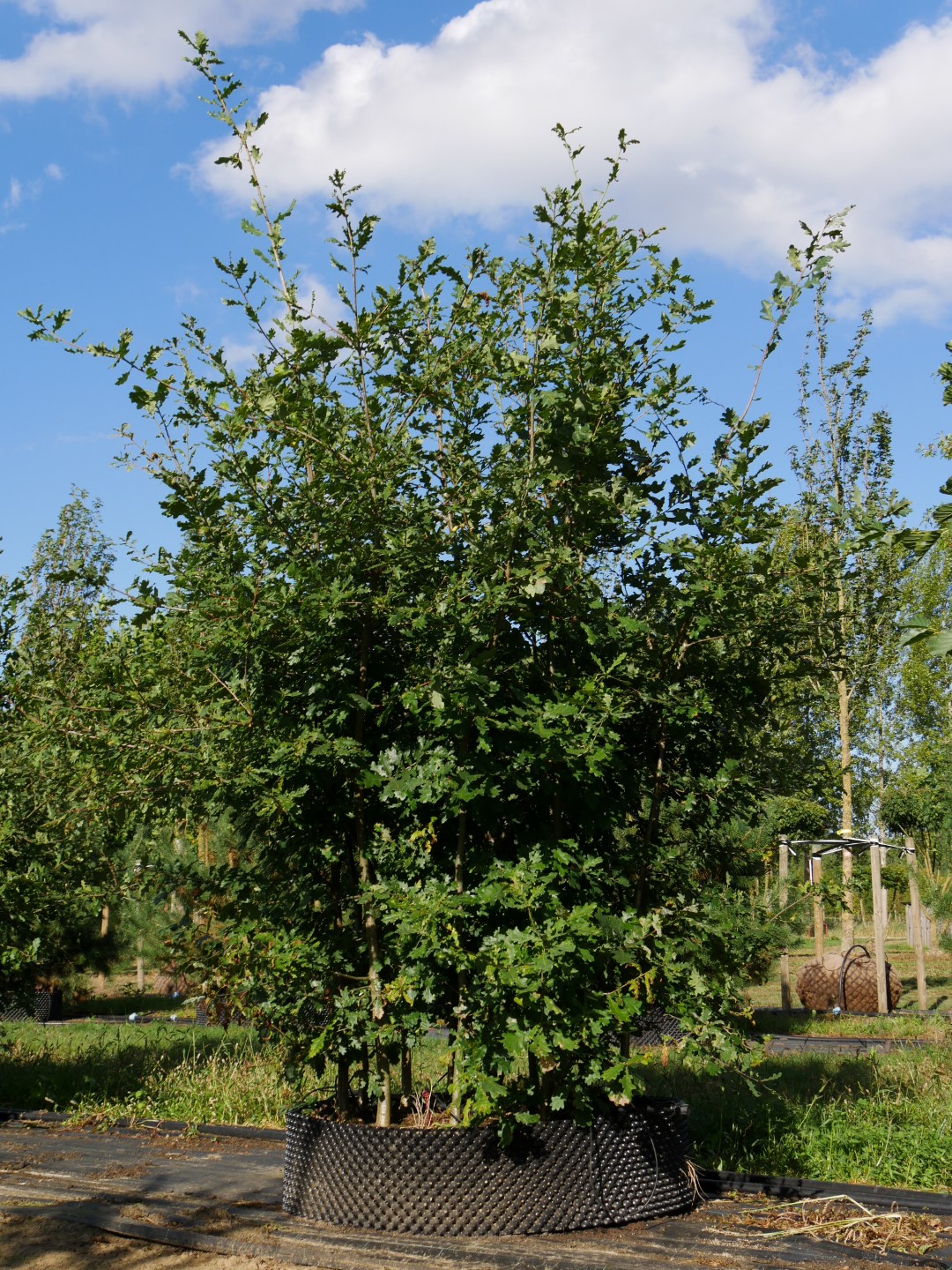 Quercus robur | Common oak, English oak, Pedunculate oak - Van den Berk ...