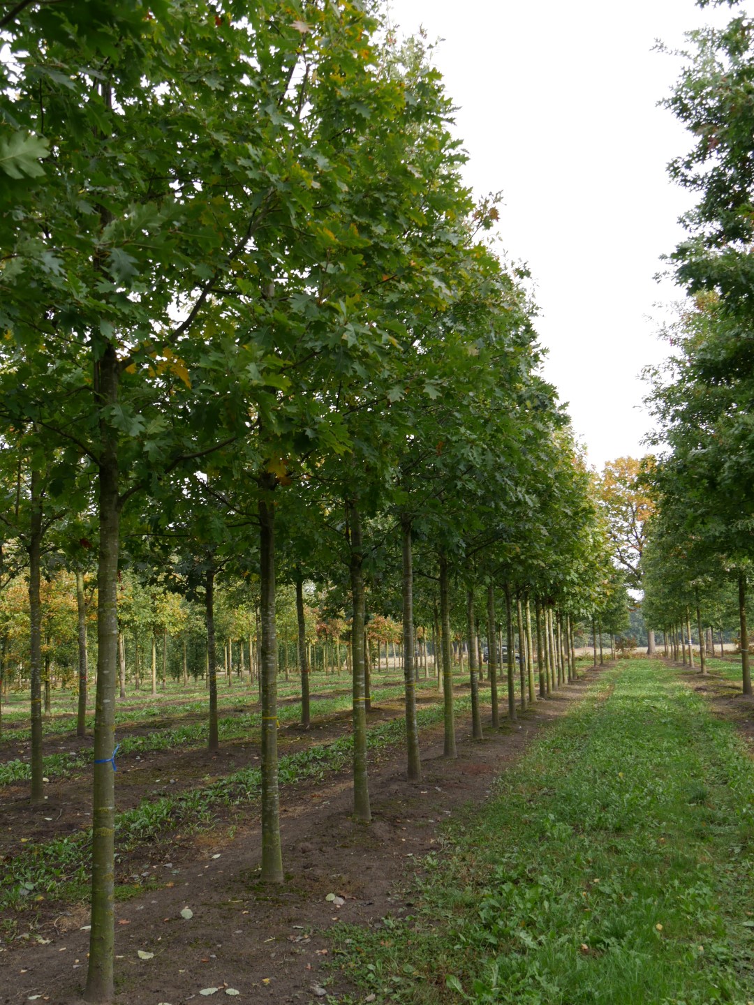 Quercus rubra | Red oak, Nothern Red oak - Van den Berk Nurseries
