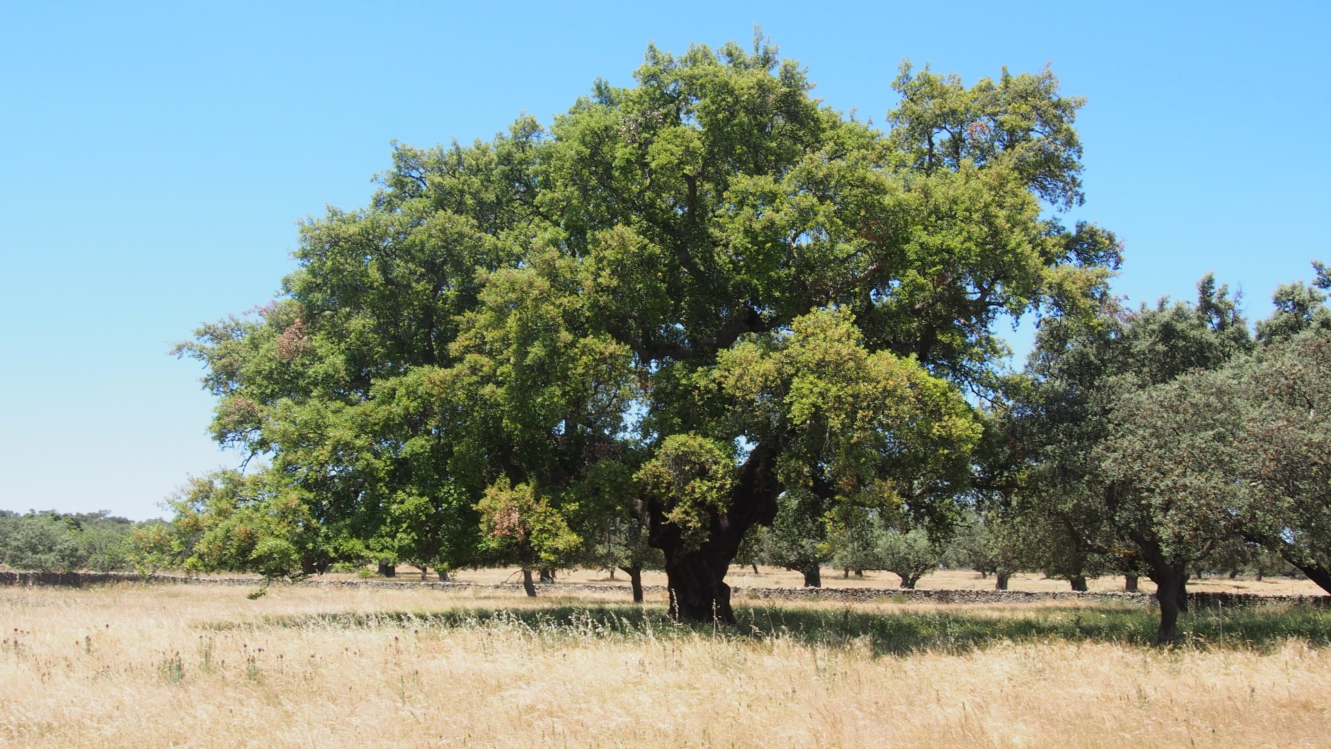 Quercus suber | Cork oak - Van den Berk Nurseries