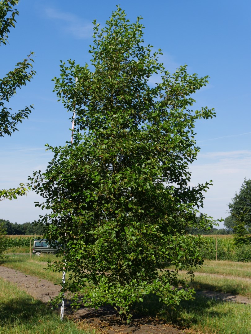 Alnus glutinosa | Common alder - Van den Berk Nurseries