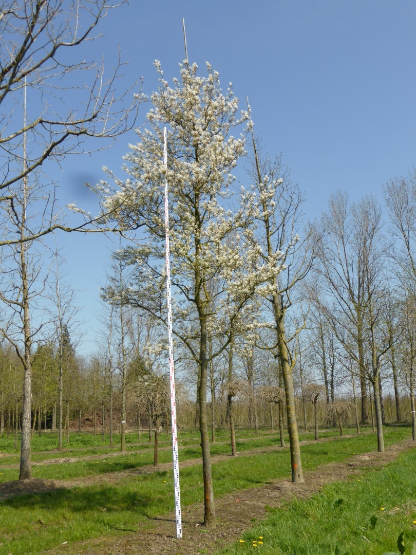Amelanchier lamarckii | June berry, Service berry - Van den Berk Nurseries