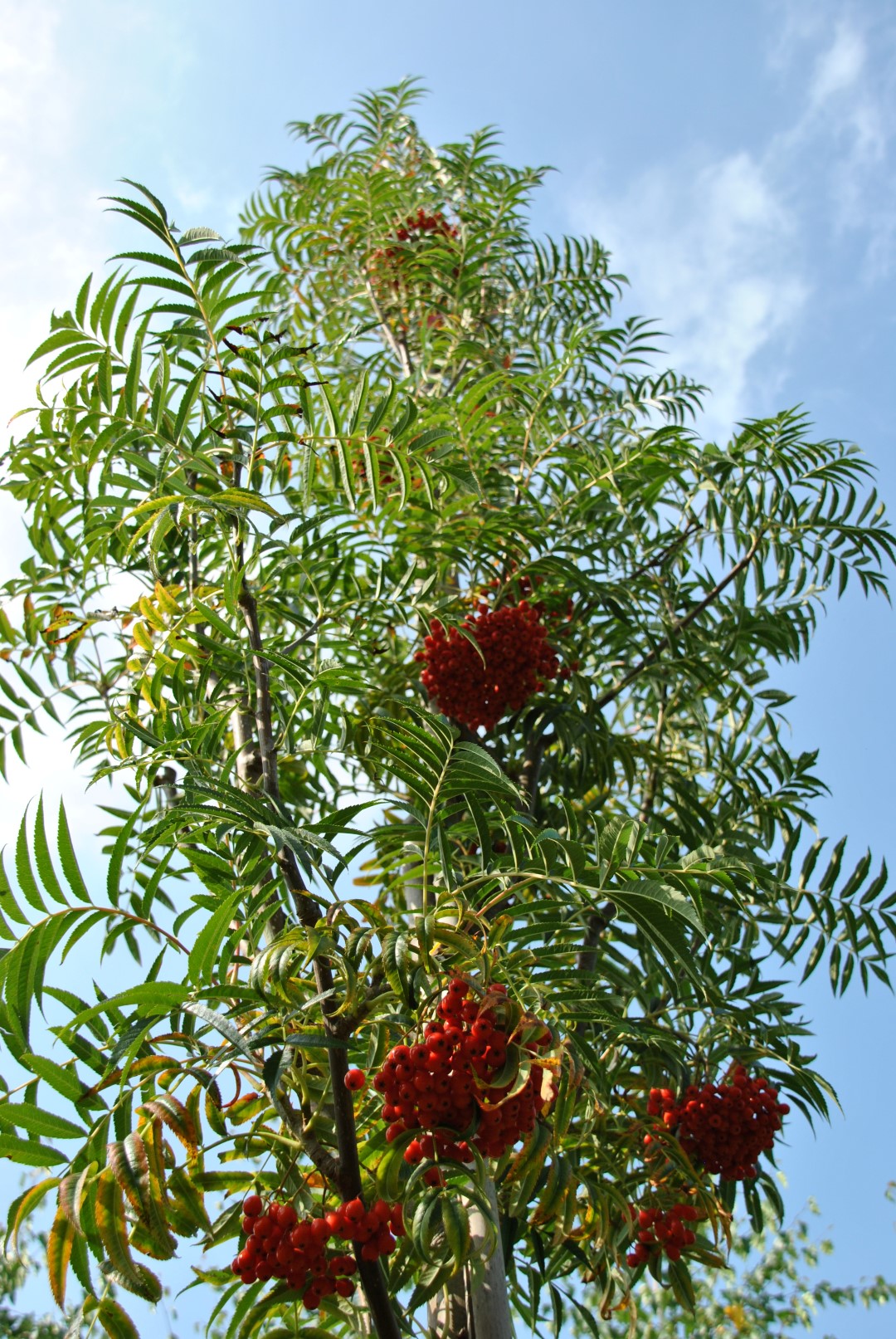 Sorbus 'Dodong' | Sorbus 'Dodong' - Van den Berk Nurseries