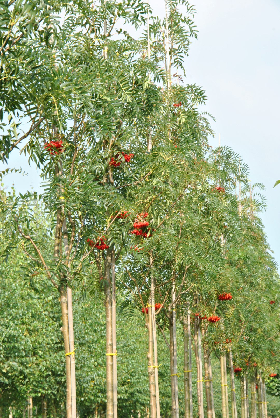 Sorbus 'Dodong' | Sorbus 'Dodong' - Van den Berk Nurseries