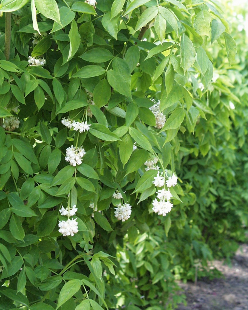 Staphylea colchica | Staphylea colchica - Van den Berk Nurseries