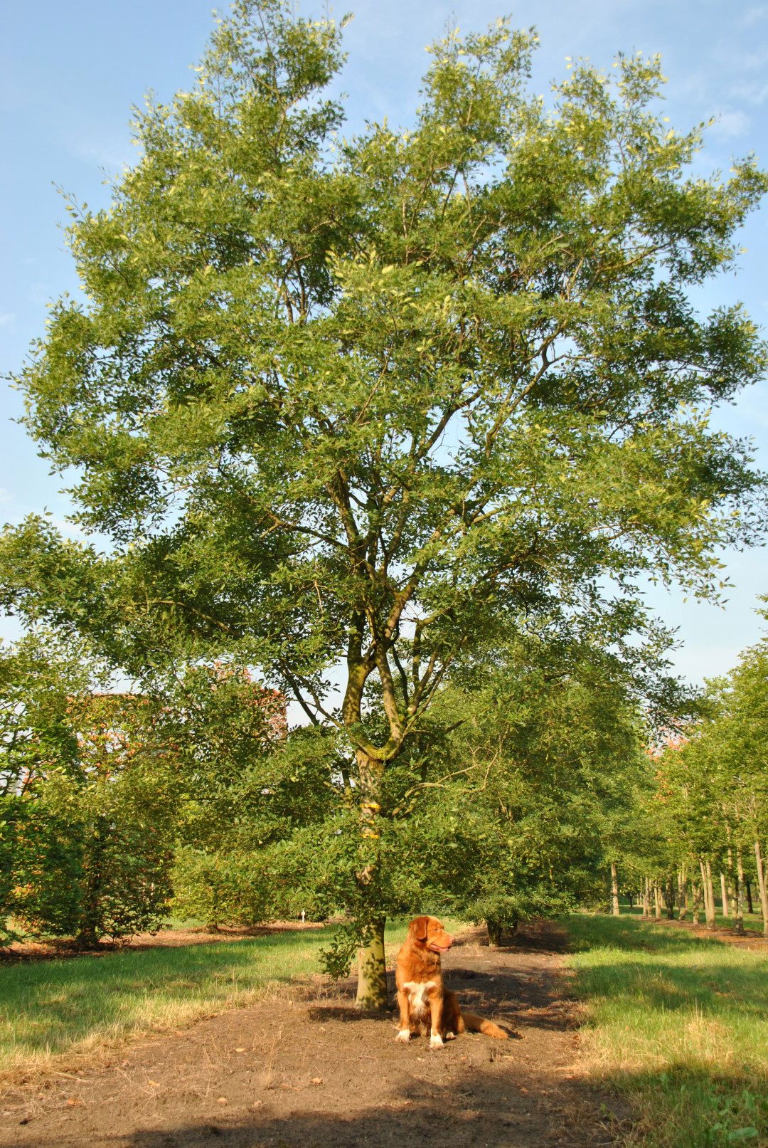 Zelkova carpinifolia 'Verschaffeltii' | Zelkova carpinifolia ...