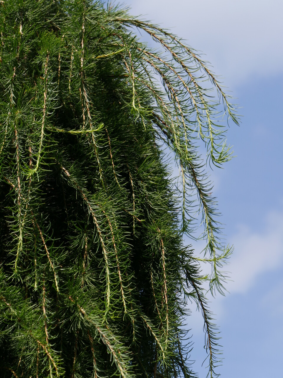 Larix decidua 'Puli' | Larix decidua 'Puli' - Van den Berk Nurseries