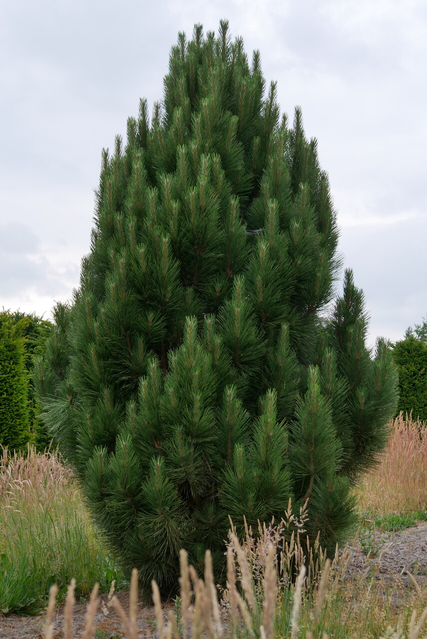 Pinus nigra 'Sinfonia' | Pinus nigra 'Sinfonia' - Van den Berk Nurseries