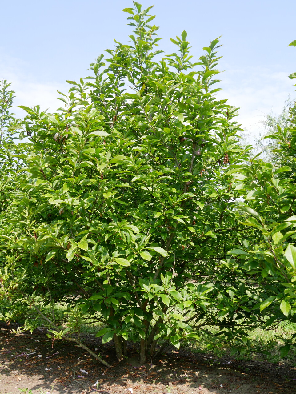 Magnolia 'Betty' | Magnolia 'Betty' - Van den Berk Nurseries