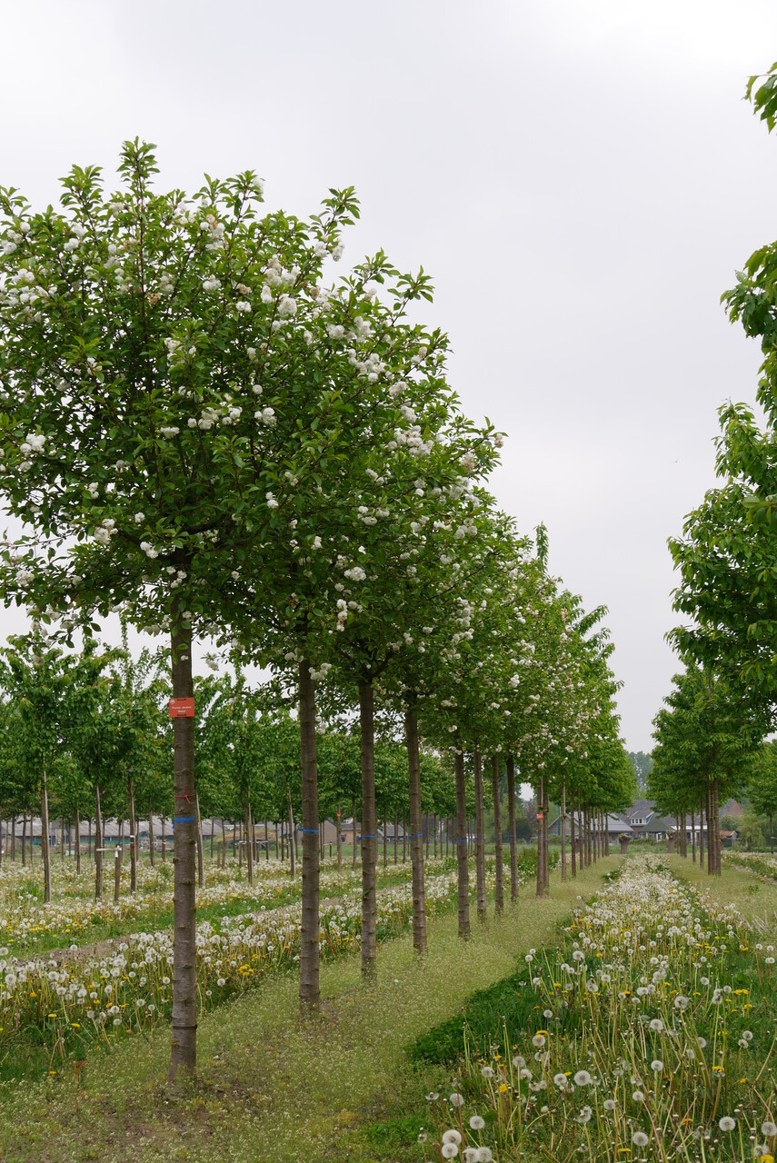 Prunus cerasus 'Rhexii' | Prunus cerasus 'Rhexii' - Van den Berk Nurseries
