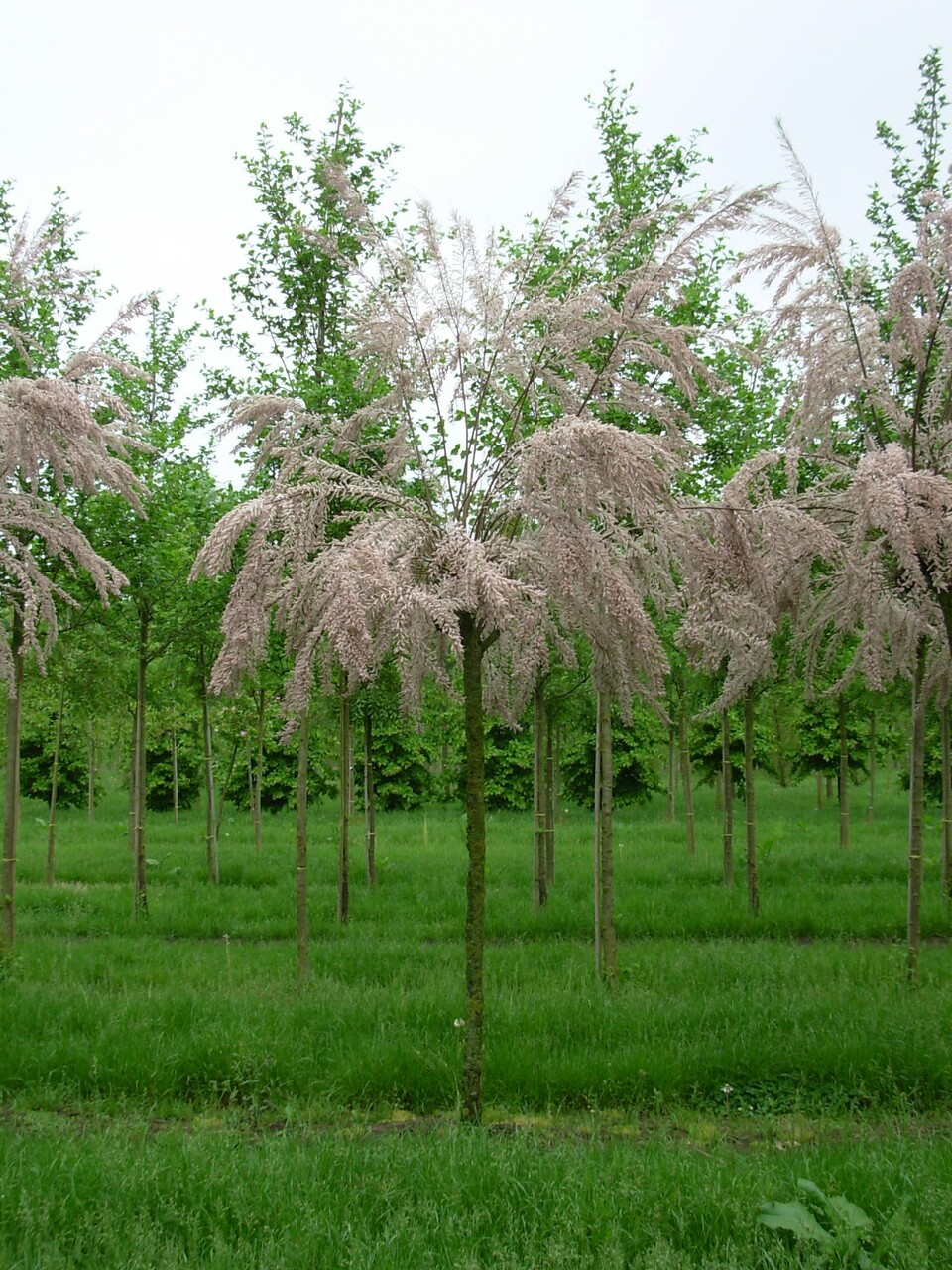 Tamarix gallica | Tamarix gallica - Van den Berk Nurseries