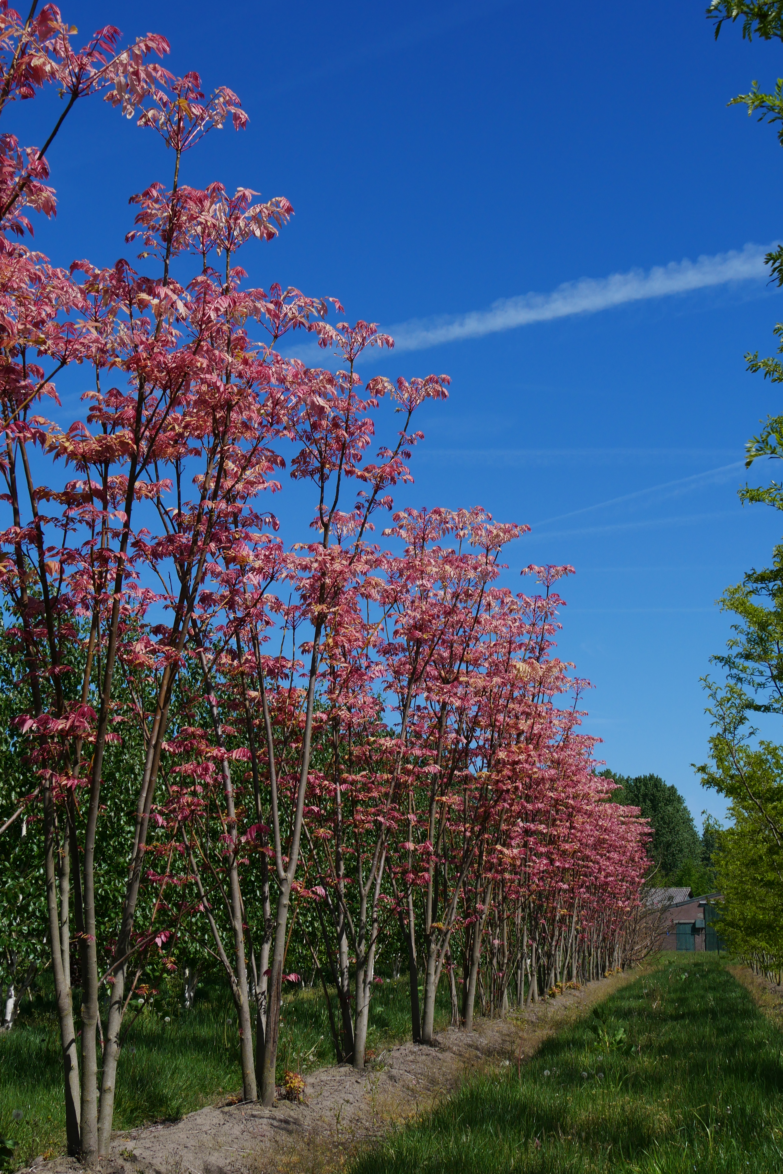 Toona sinensis | Chinese cedar, Chinese mahogany - Van den Berk Nurseries