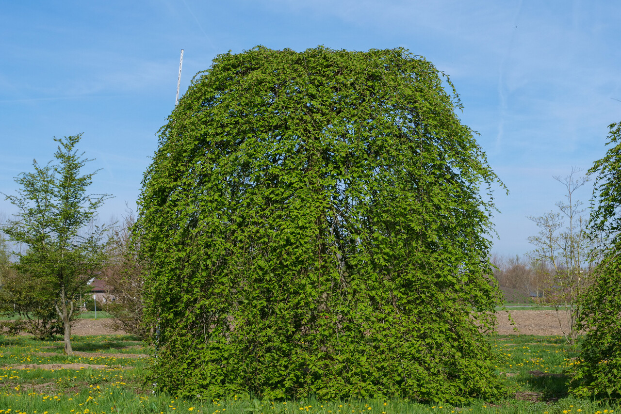 Carpinus betulus 'Pendula' | Carpinus betulus 'Pendula' - Van den Berk ...