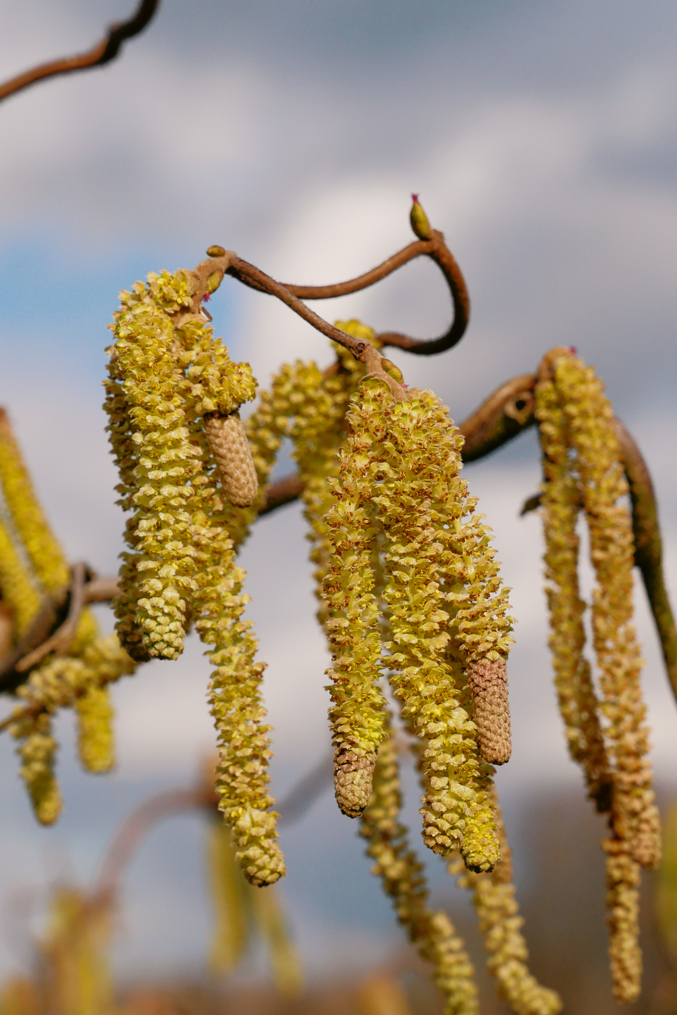 Corylus avellana | Common hazel - Van den Berk Nurseries