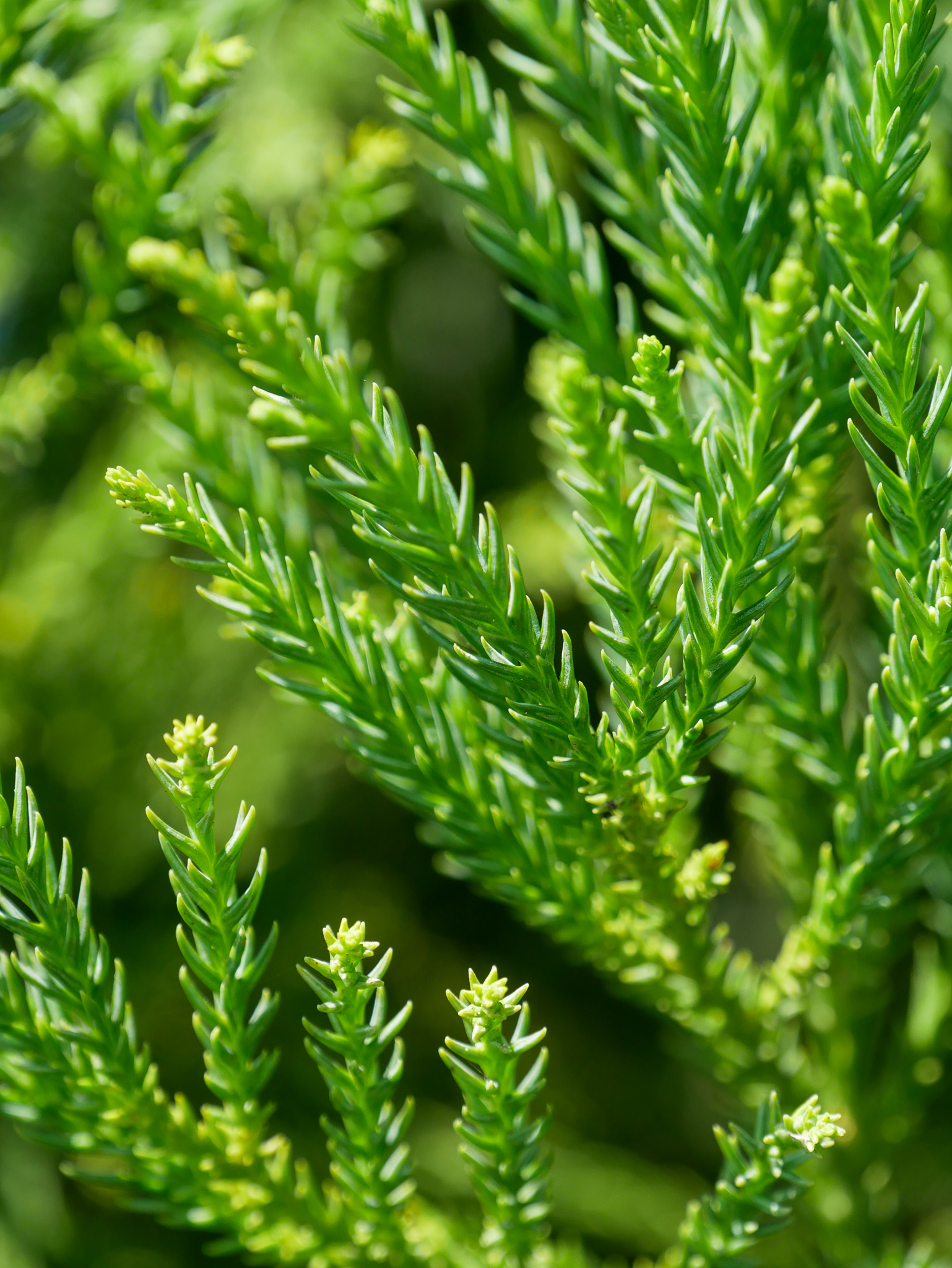 Cryptomeria japonica 'Kitayama-dai' | Cryptomeria japonica 'Kitayama ...