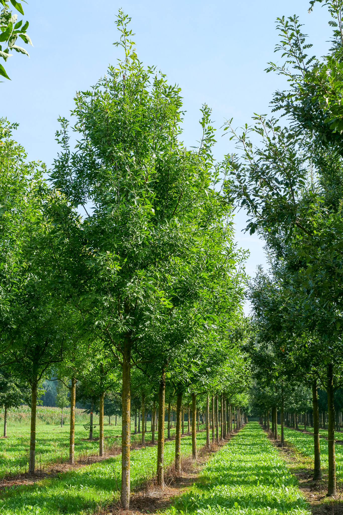 Fraxinus pennsylvanica 'Summit' | Fraxinus pennsylvanica 'Summit' - Van ...