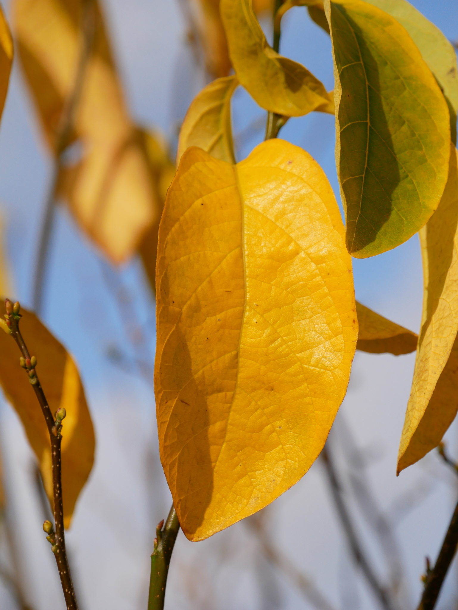 Lindera benzoin | Lindera benzoin - Van den Berk Nurseries