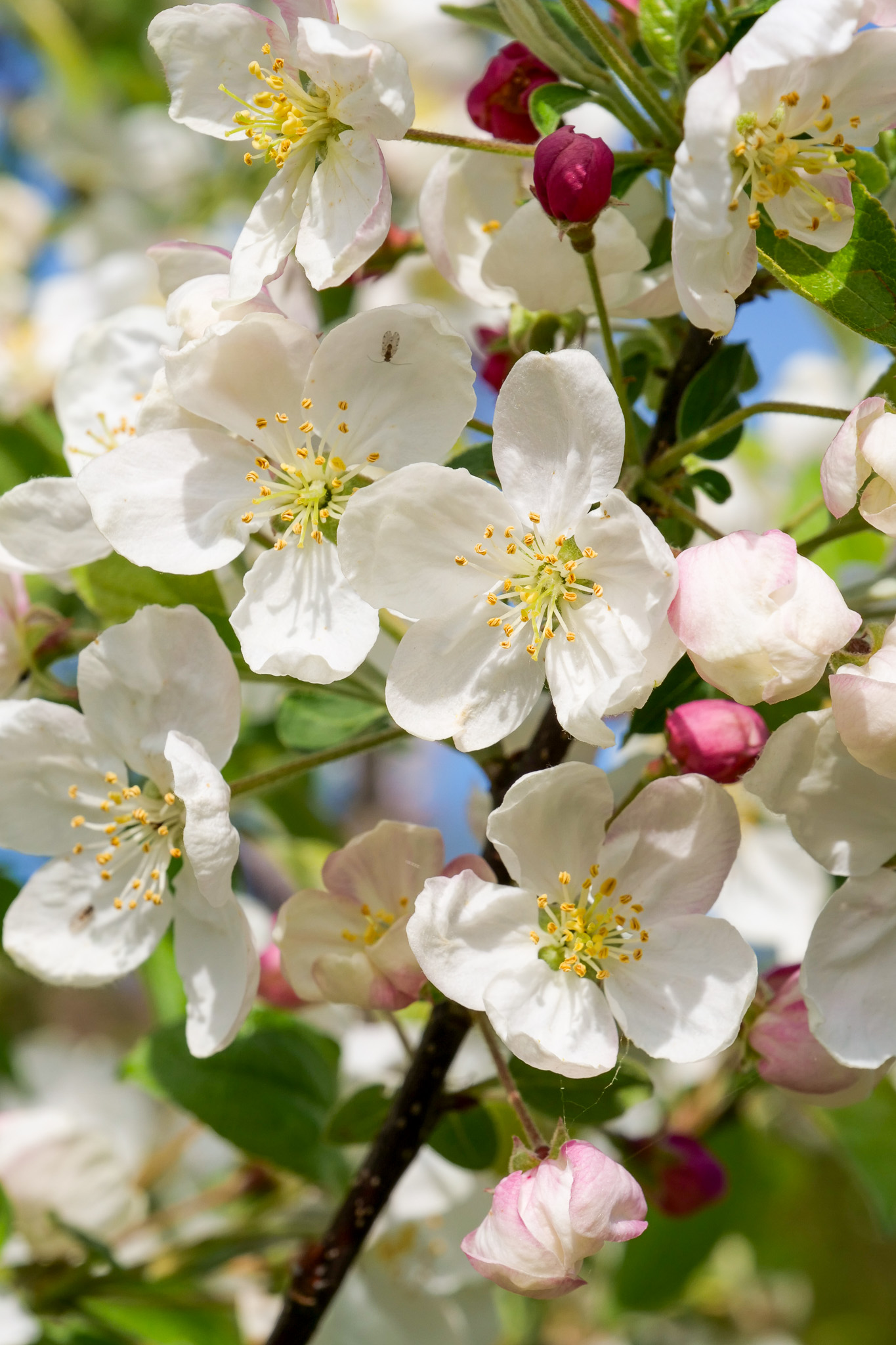 Malus 'Evereste' | Flowering Crab - Van den Berk Nurseries