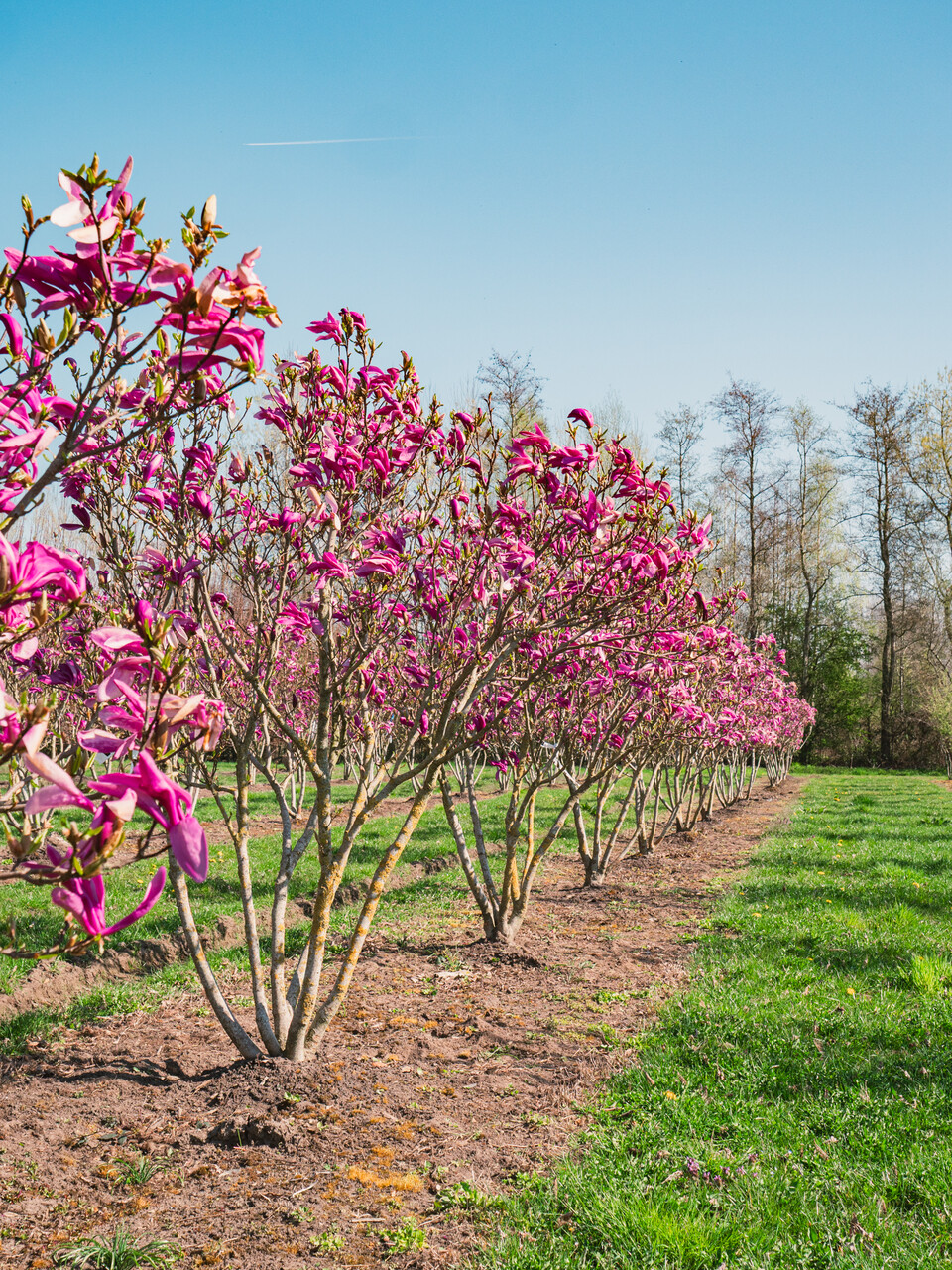 Magnolia 'Susan' | Magnolia 'Susan' - Van den Berk Nurseries