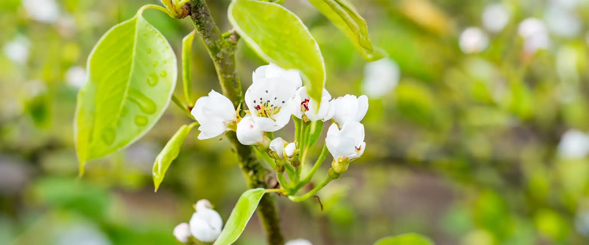Pyrus communis 'Peradel' | Pyrus communis 'Peradel' - Van den Berk ...