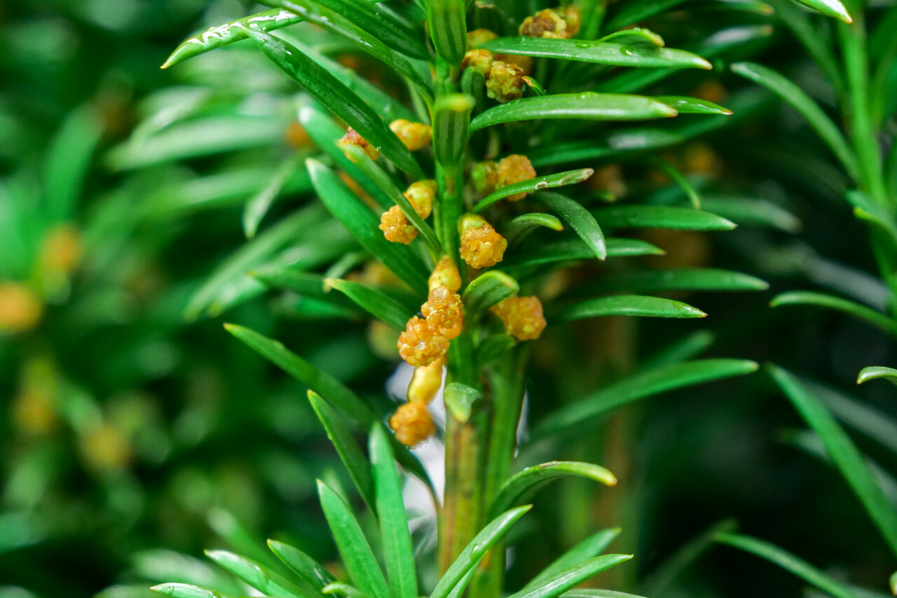 Taxus baccata 'Fastigiata' | Irish Yew - Van den Berk Nurseries