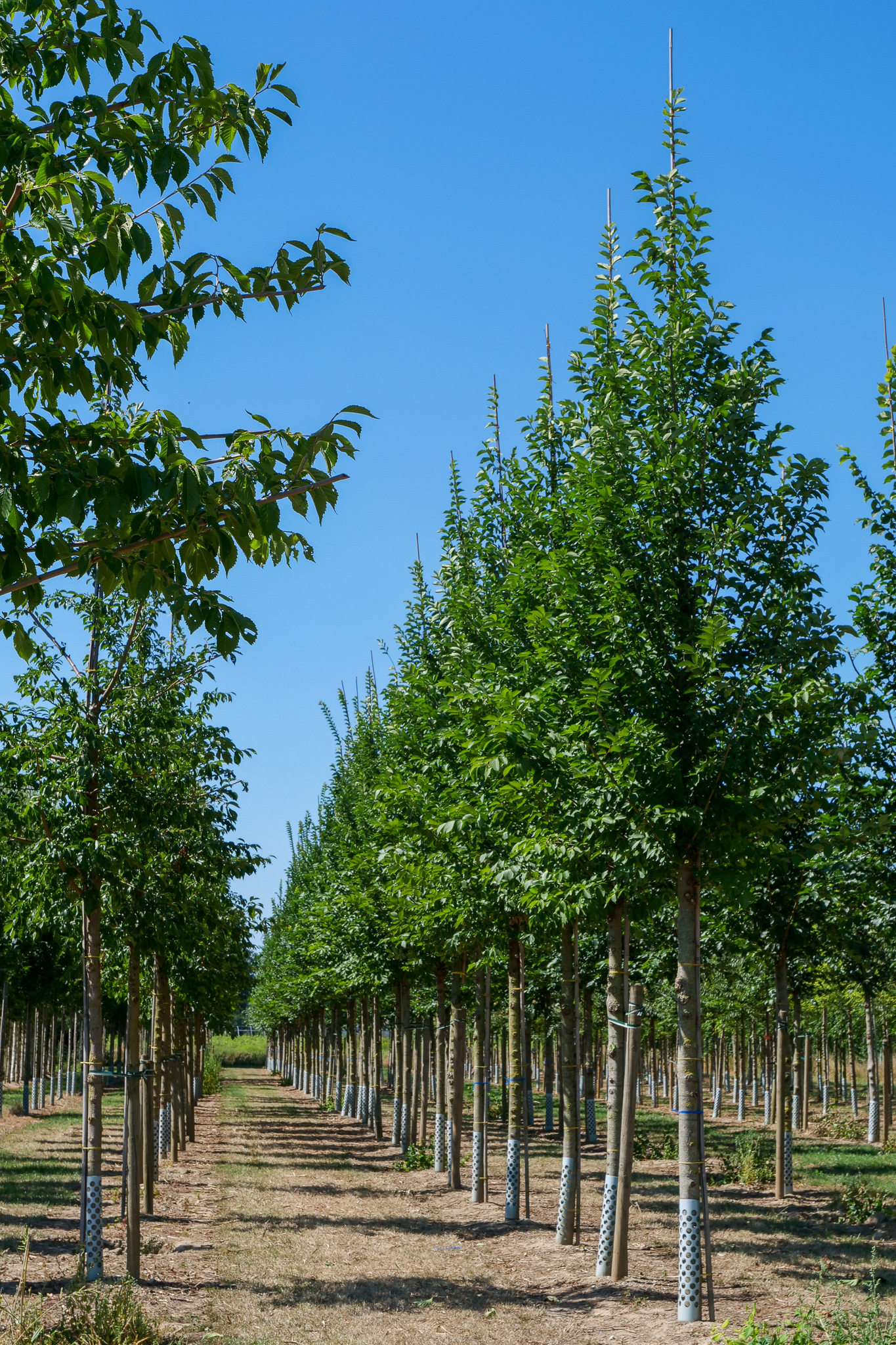 Ulmus VADA ('Wanoux') | Ulmus VADA ('Wanoux') - Van den Berk Nurseries