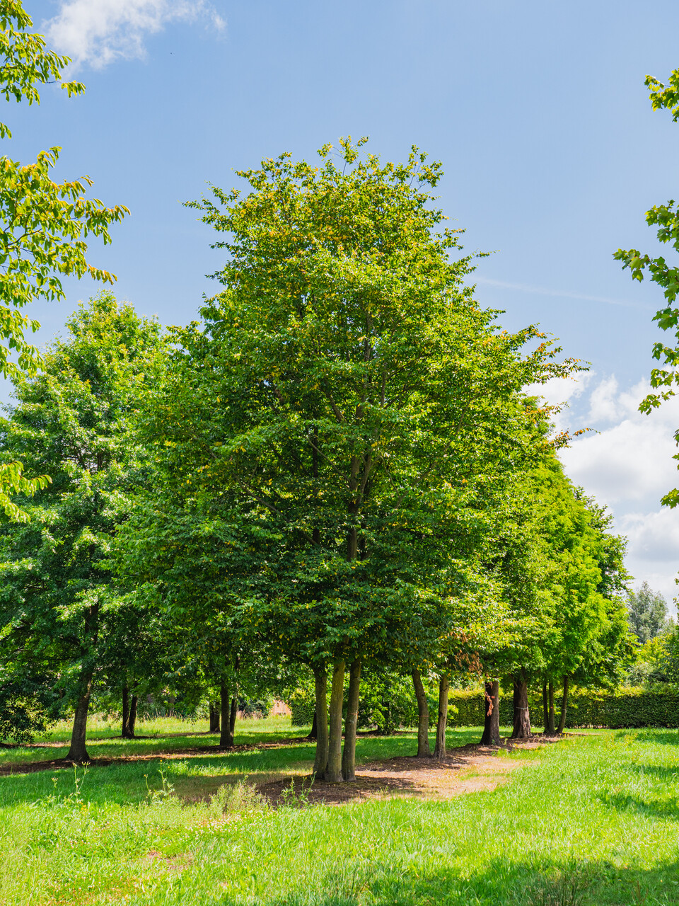 Carpinus betulus | Hornbeam, Common hornbeam - Van den Berk Nurseries