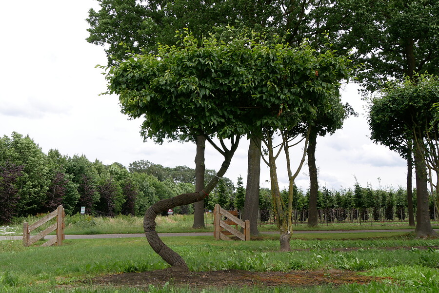 Carpinus betulus TREEVOLUTION ® THE SWING ® | Carpinus betulus ...