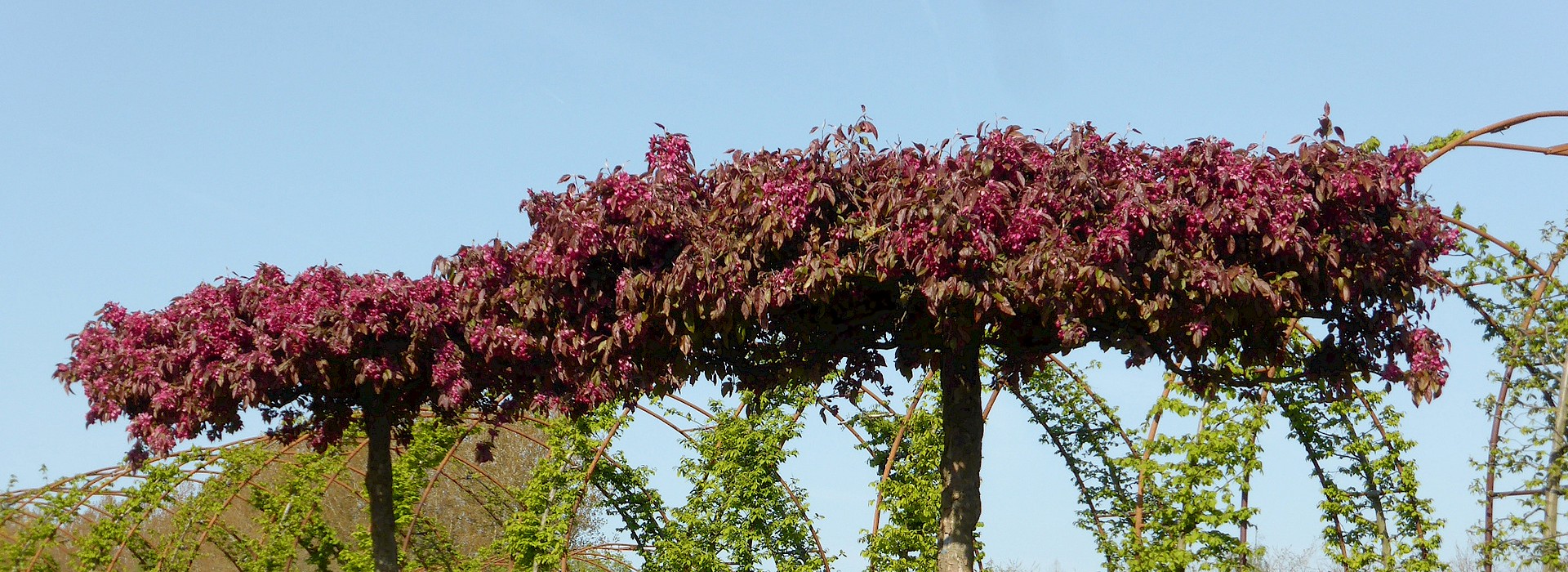 Cornus mas | Cornelian cherry - Van den Berk Nurseries