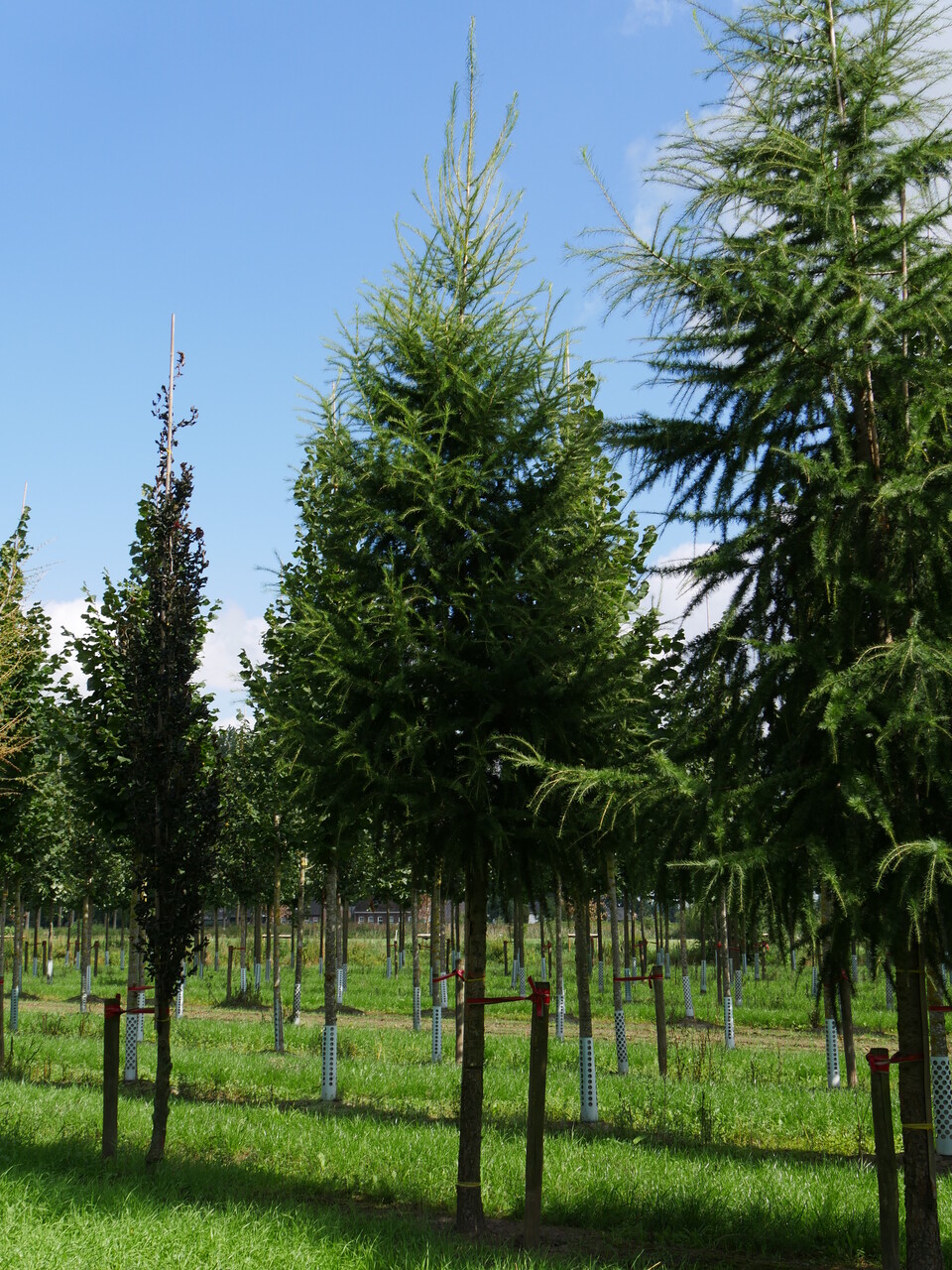 Larix decidua | European larch, Common larch - Van den Berk Nurseries