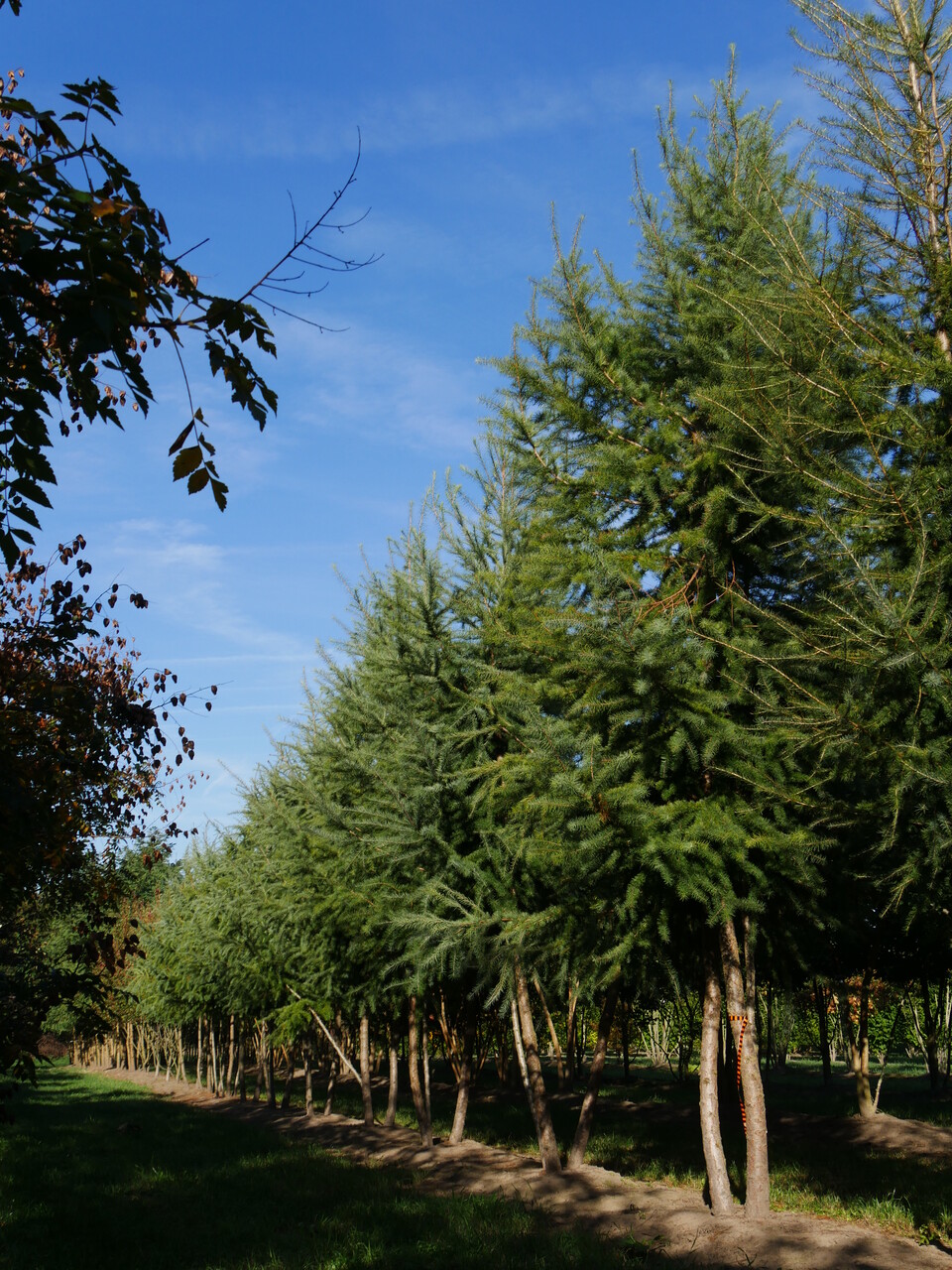 Larix kaempferi | Japanese larch - Van den Berk Nurseries