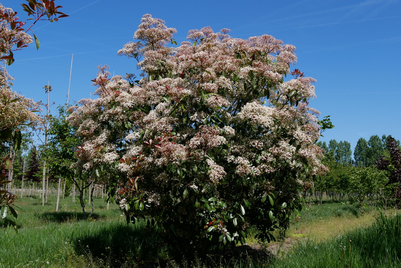 Photinia ×fraseri 'Red Robin' | Photinia ×fraseri 'Red Robin' - Van den ...