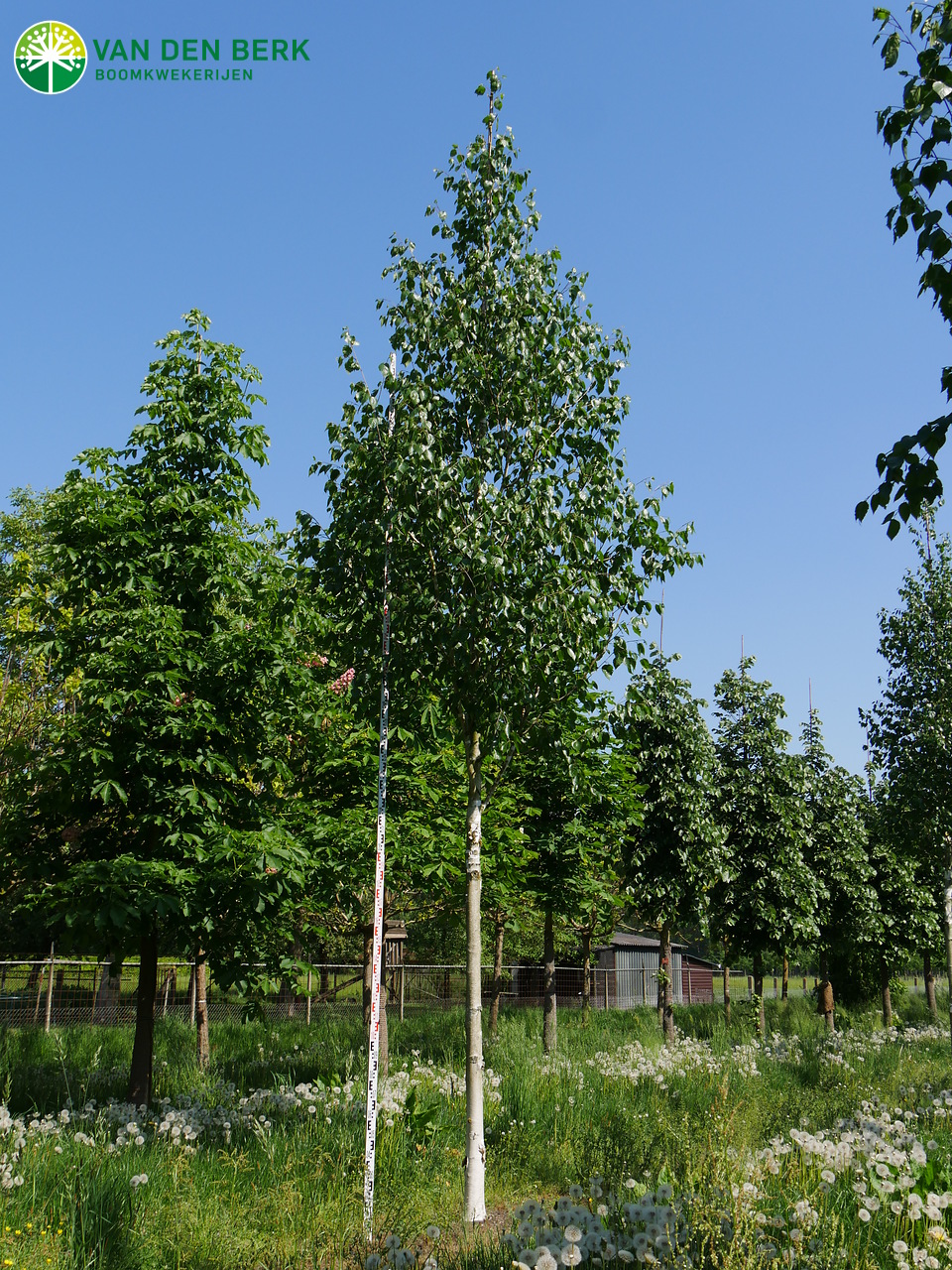 Betula utilis 'Doorenbos' | Betula utilis 'Doorenbos' - Van den Berk ...
