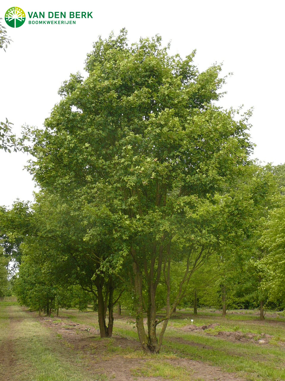 Acer campestre | Field maple - Van den Berk Nurseries