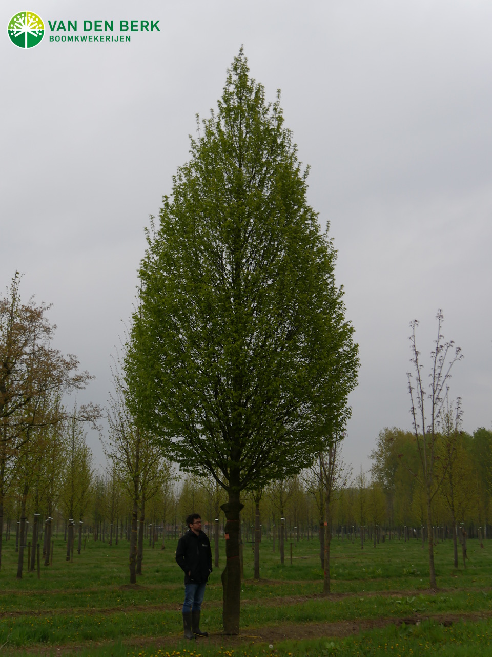 Carpinus betulus 'Fastigiata' | Carpinus betulus 'Fastigiata' - Van den ...