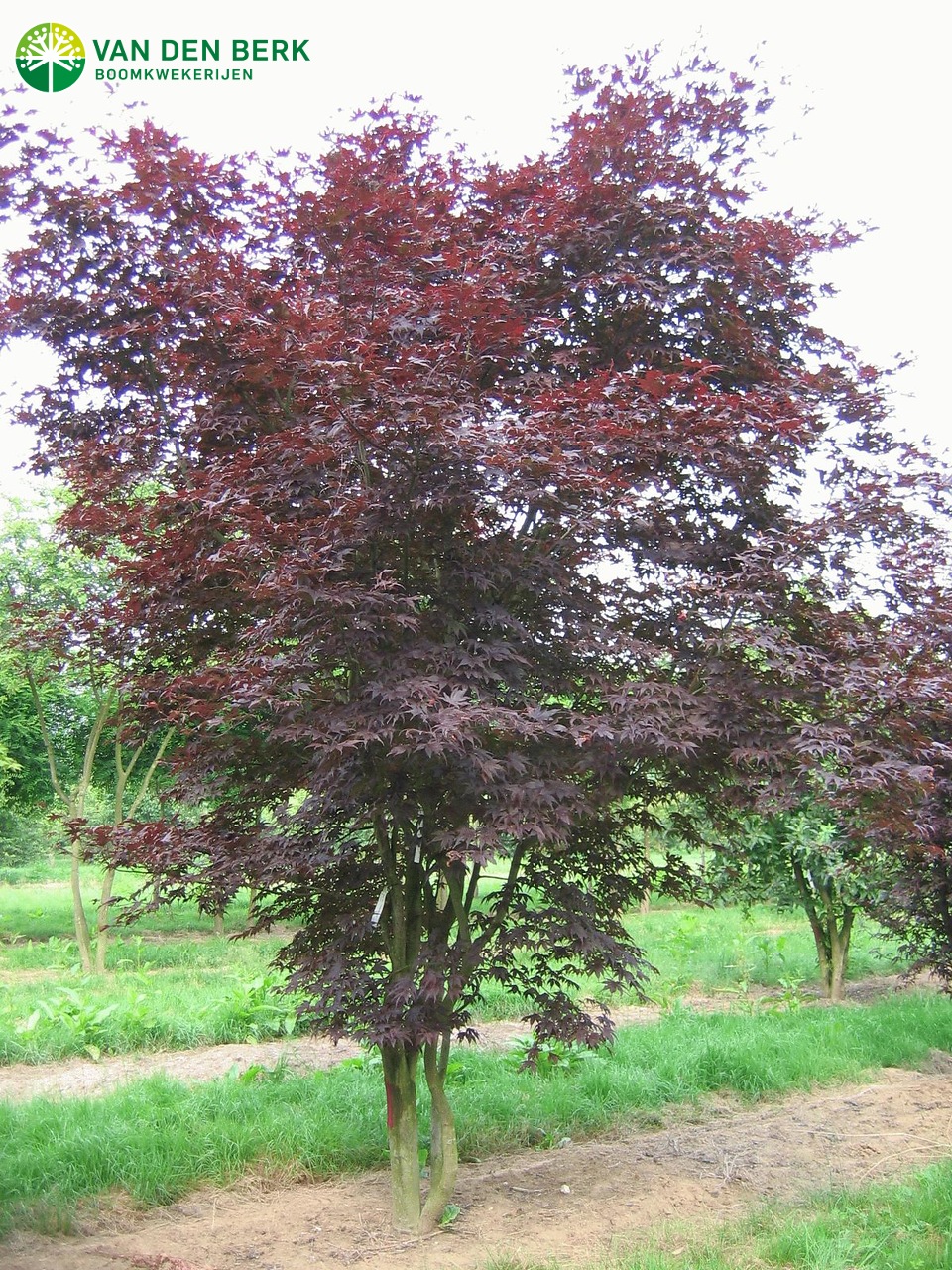 Acer palmatum 'Atropurpureum' | Acer palmatum 'Atropurpureum' - Van den ...