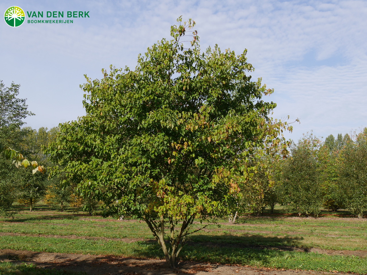 Acer tataricum subsp. ginnala | Amur maple - Van den Berk Nurseries
