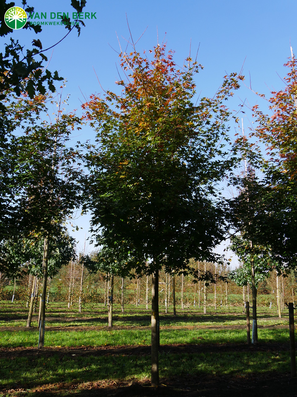 Acer ×zoeschense 'Annae' | Acer ×zoeschense 'Annae' - Van den Berk ...