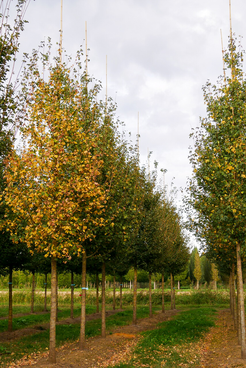 Acer campestre 'Red Shine' | Acer campestre 'Red Shine' - Van den Berk ...