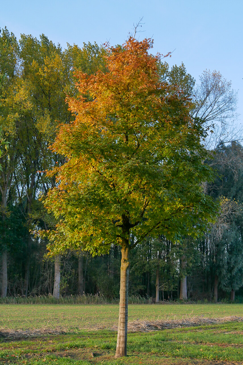 Acer ×zoeschense 'Annae' | Acer ×zoeschense 'Annae' - Van den Berk ...