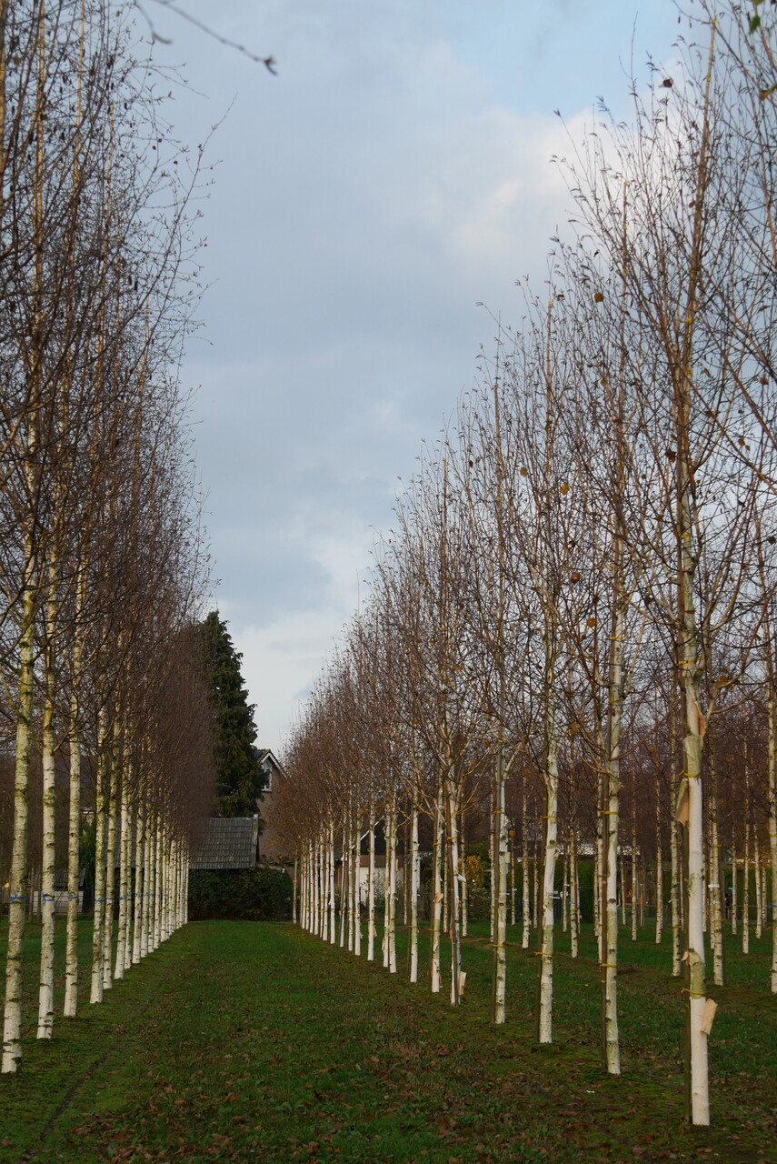 Betula utilis 'Doorenbos' | Betula utilis 'Doorenbos' - Van den Berk ...
