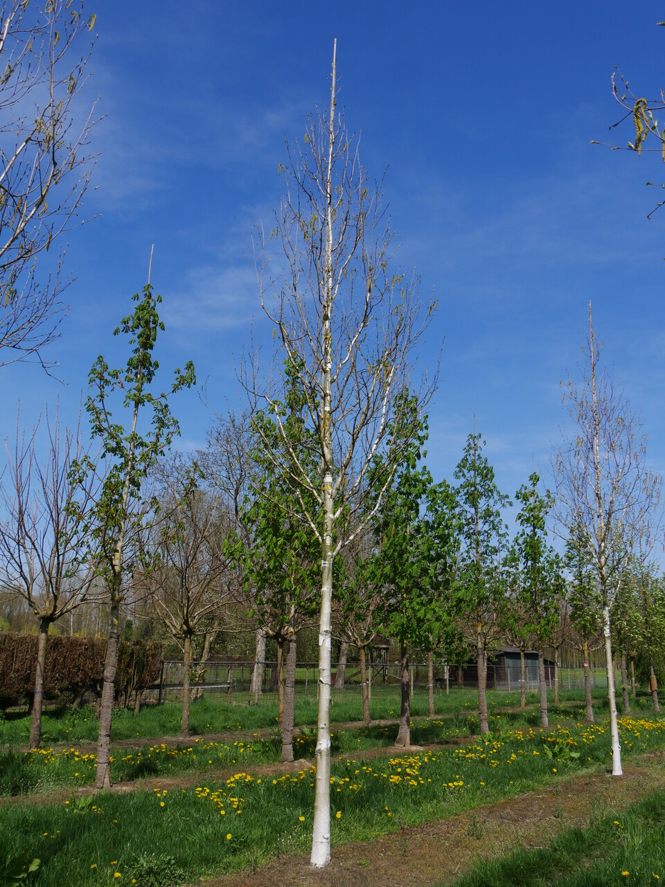 Betula utilis 'Doorenbos' | Betula utilis 'Doorenbos' - Van den Berk ...