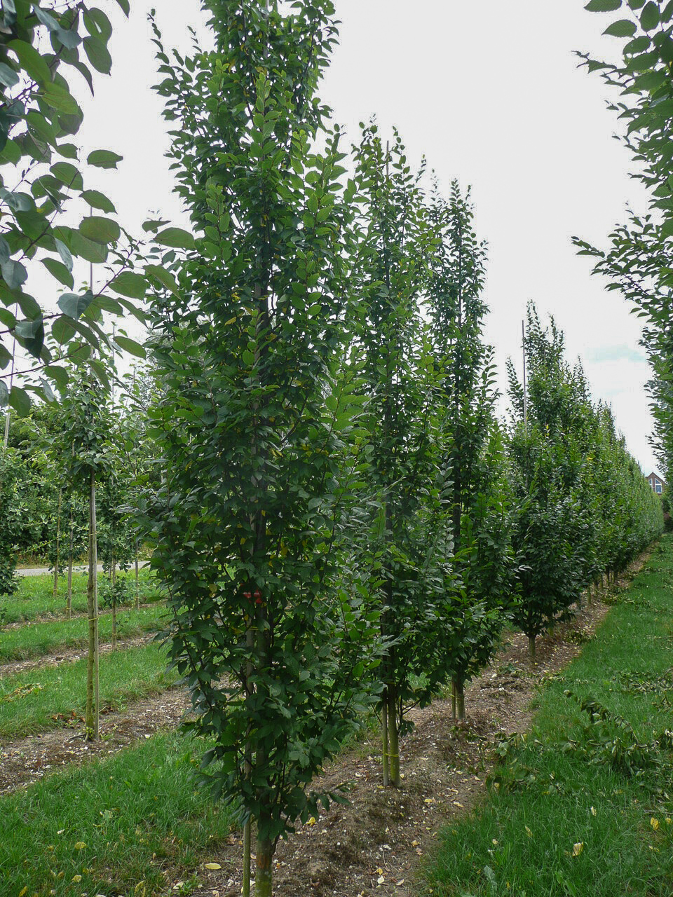 Carpinus betulus 'Lucas' | Carpinus betulus 'Lucas' - Van den Berk ...