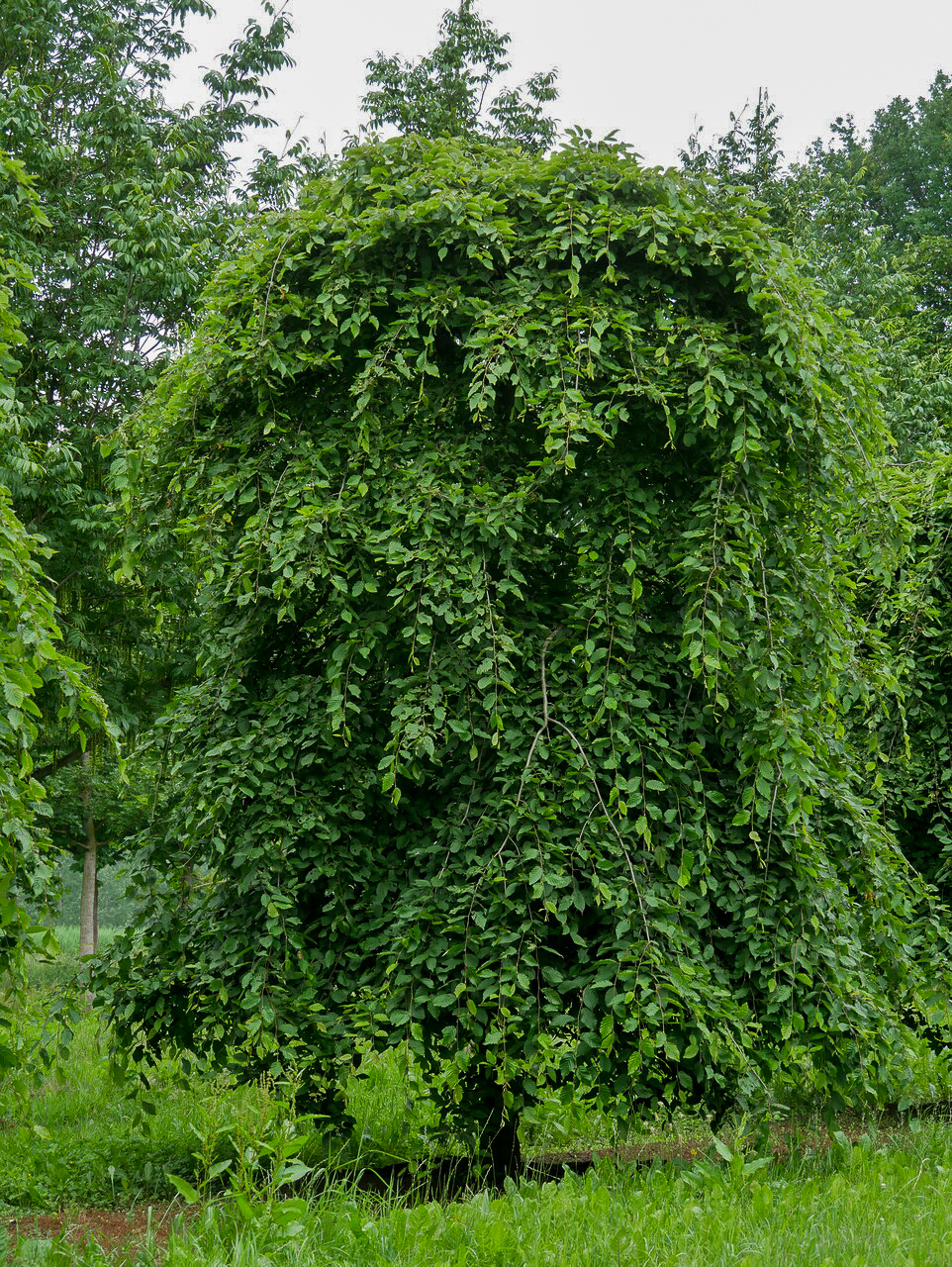 Carpinus betulus 'Pendula' | Carpinus betulus 'Pendula' - Van den Berk ...