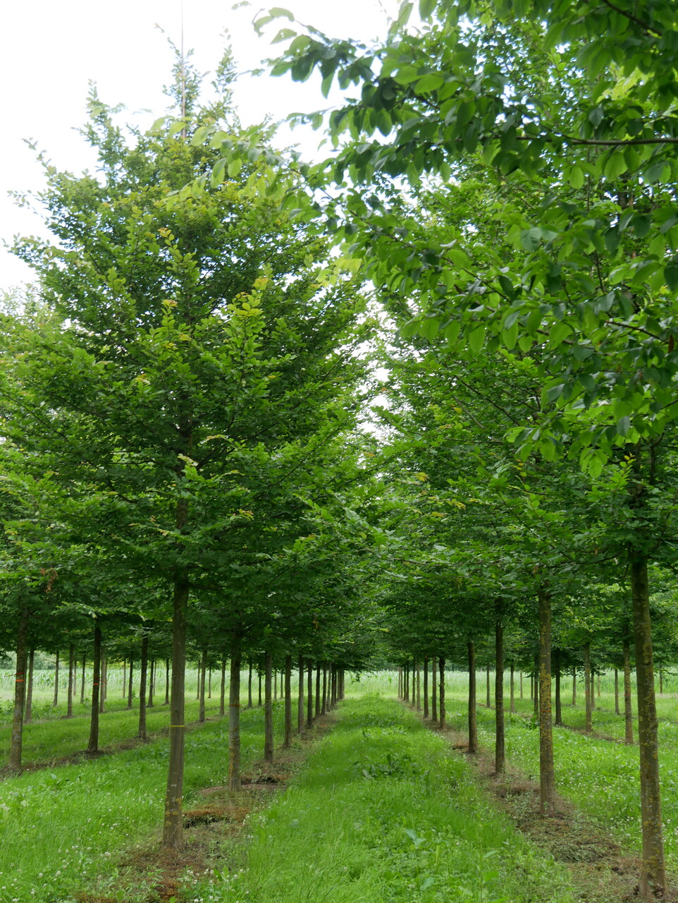 Carpinus betulus | Hornbeam, Common hornbeam - Van den Berk Nurseries