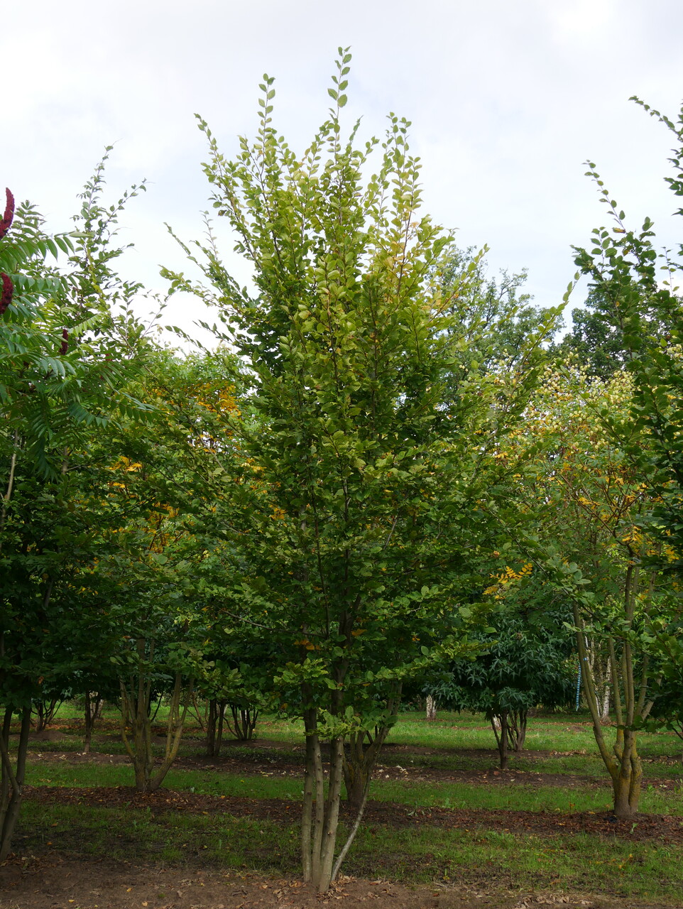 Carpinus betulus | Hornbeam, Common hornbeam - Van den Berk Nurseries