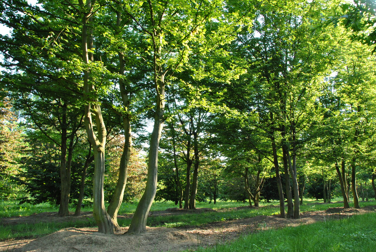 Carpinus betulus | Hornbeam, Common hornbeam - Van den Berk Nurseries