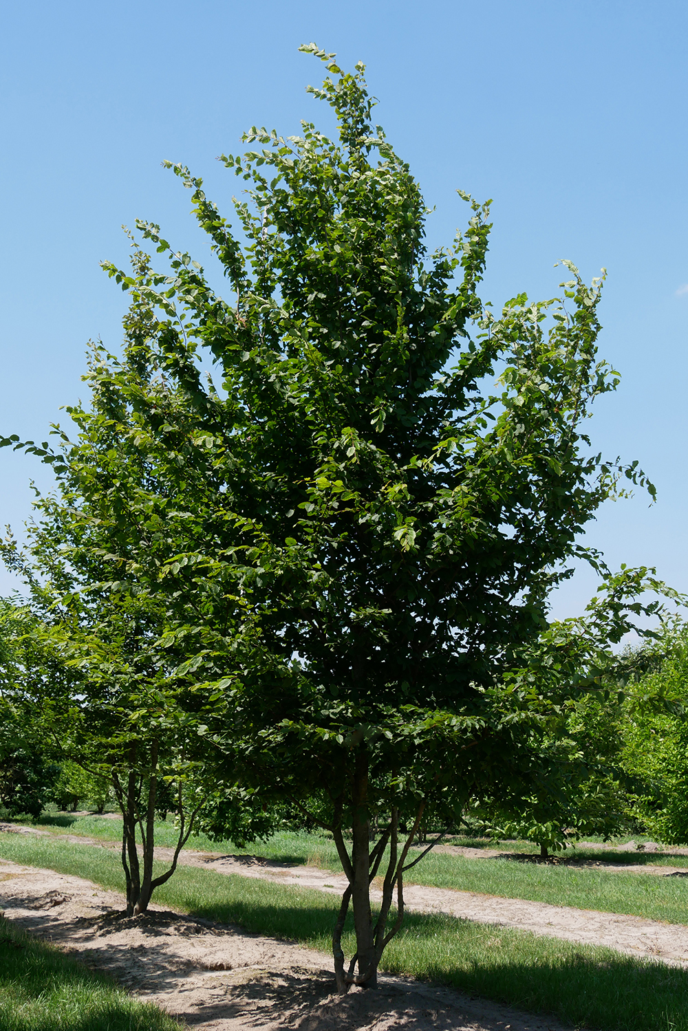 Carpinus betulus | Hornbeam, Common hornbeam - Van den Berk Nurseries