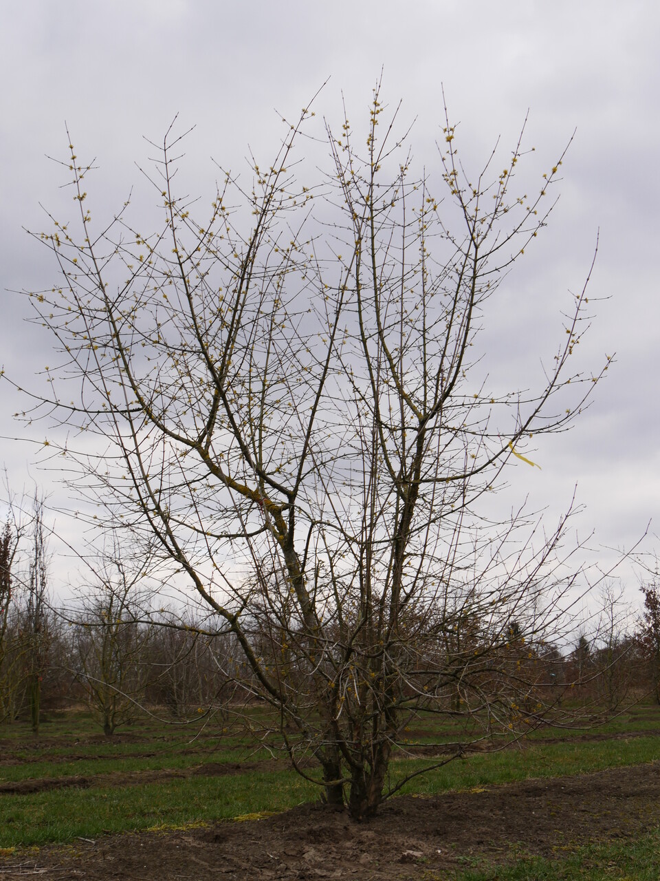 Cornus mas | Cornelian cherry - Van den Berk Nurseries