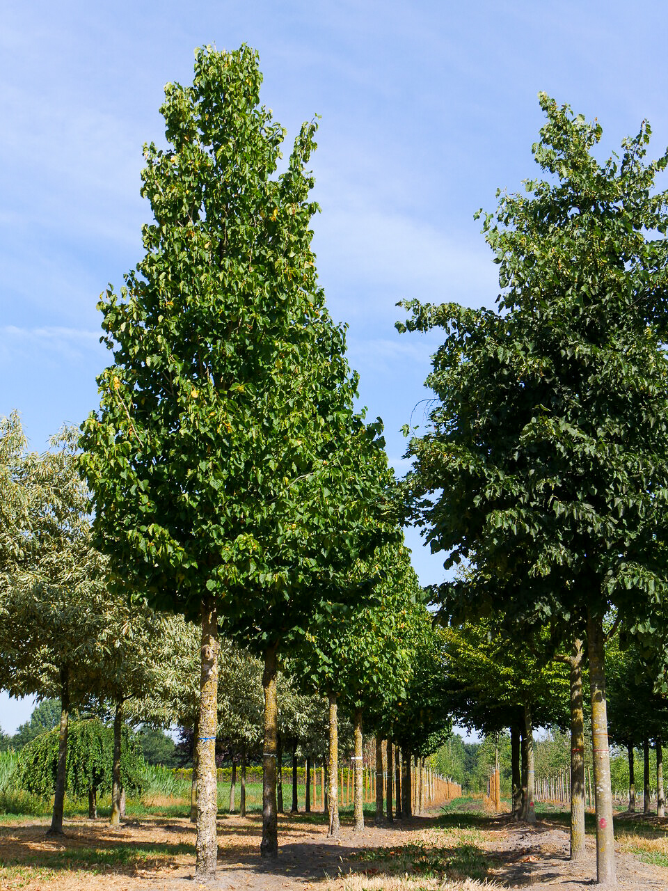 Corylus colurna TREEVOLUTION® 'VDB Obelisk' | Corylus colurna 'VDB ...